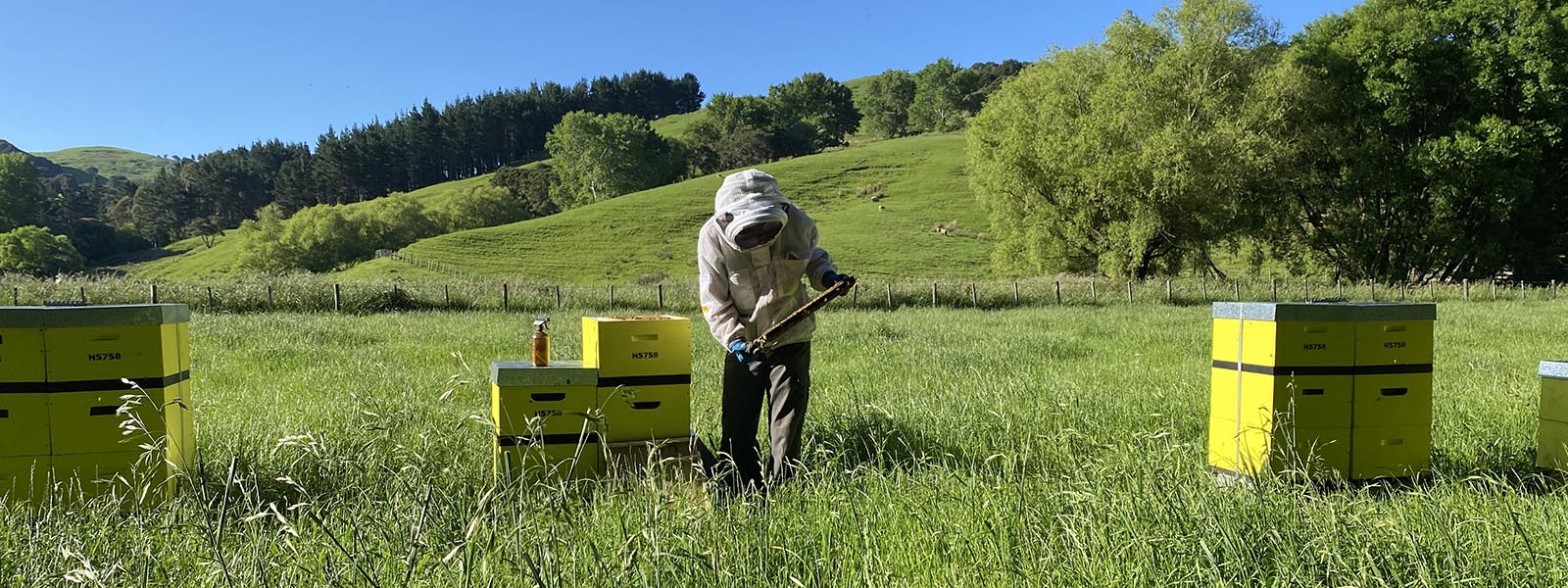 Services – Beewell